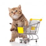 First Time Cat Owner Checklist | Essentials You Need