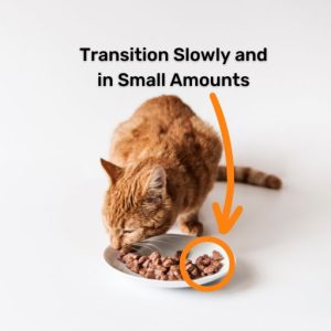 How to Switch Cat Food | Transition Wet or Dry Food Safely