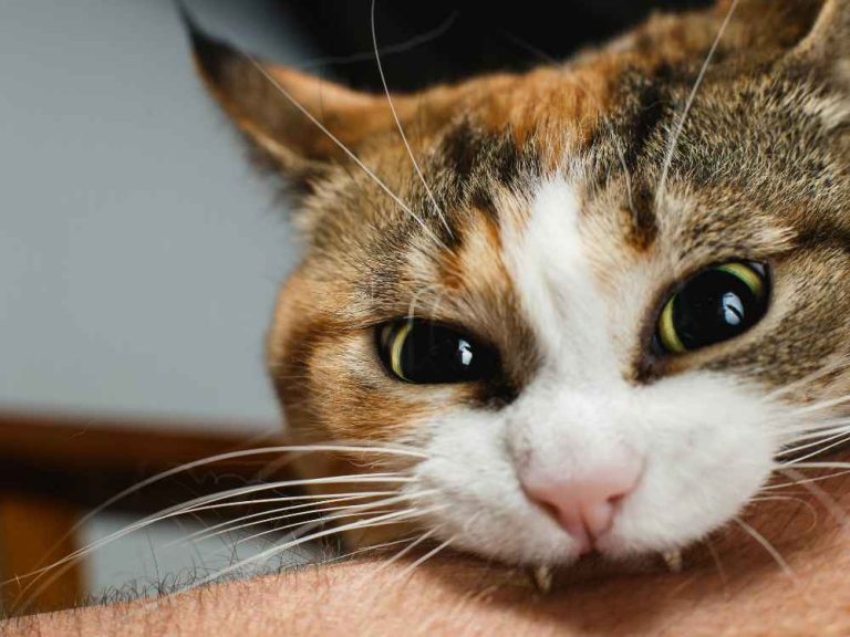 How to Stop a Cat From Biting | Techniques to Say No